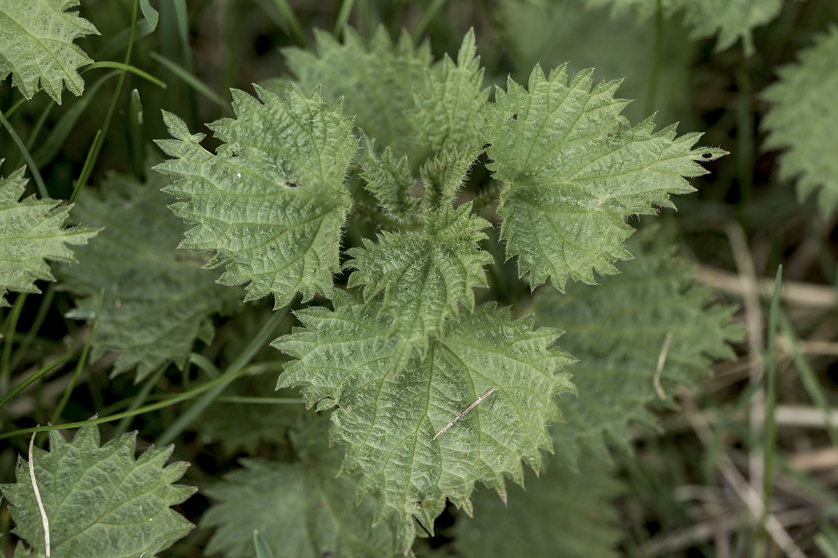 Wild Cooking – Nettle Porridge – Crank and Cog